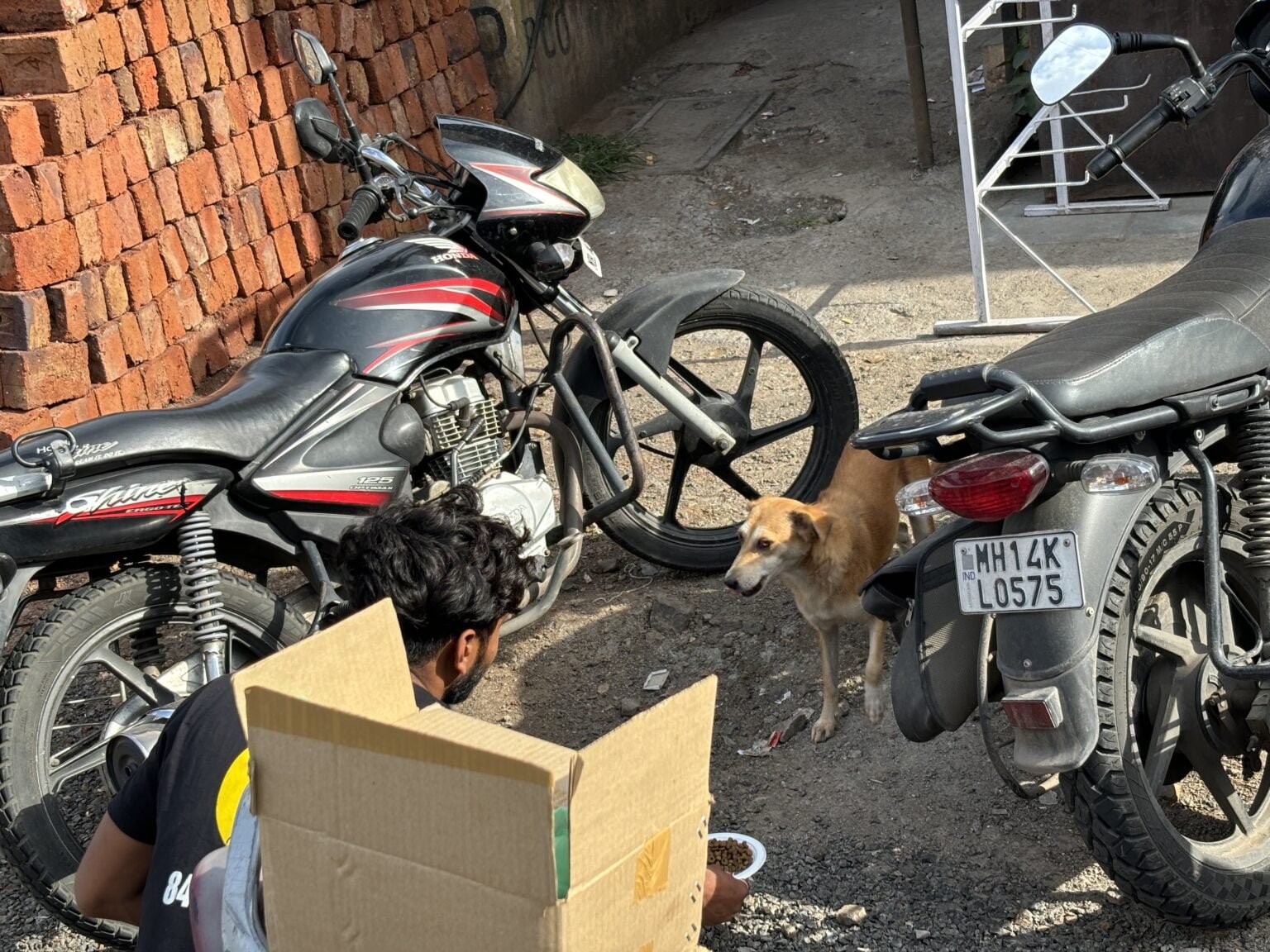 Feeding Drives - Saahas For Animals