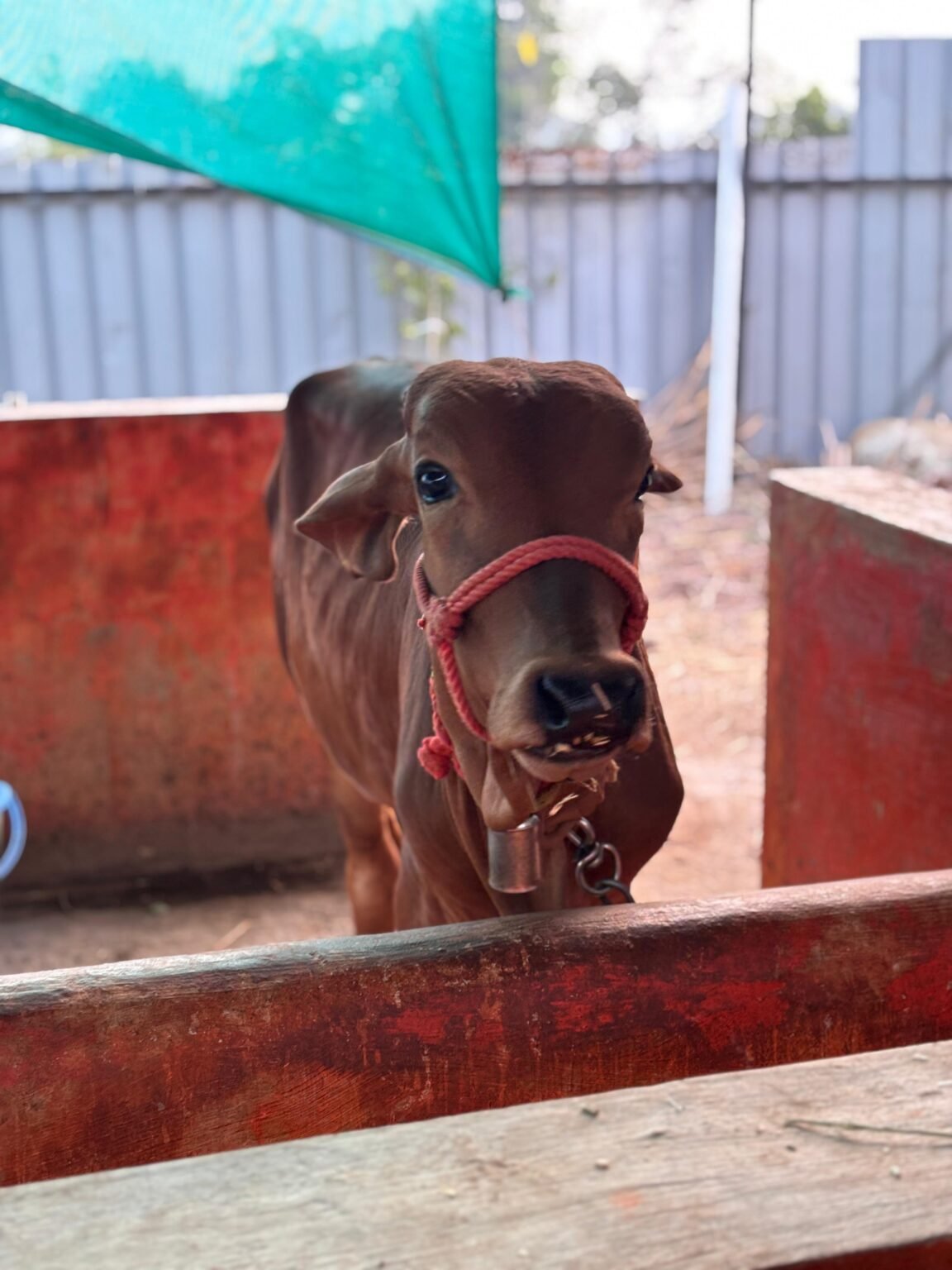 Saahas For Animals - Rated #1 NGO for Stray Animals in Pune